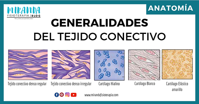 Tejido Conectivo Denso Denso Regular