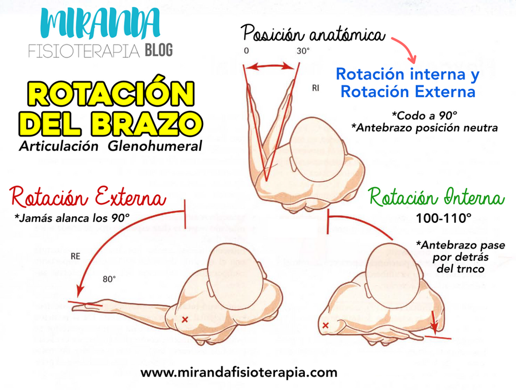 Hombro | Biomecánica | Miranda Fisioterapia BLOG