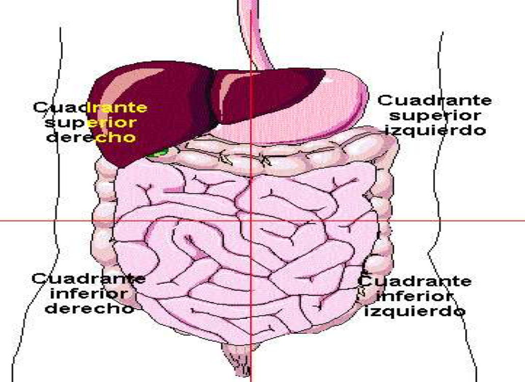 Cuales son las cavidades corporales, regiones y cuadrantes