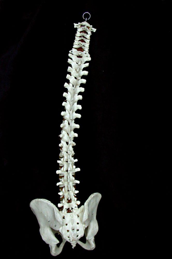 Cuales son las cavidades corporales, regiones y cuadrantes