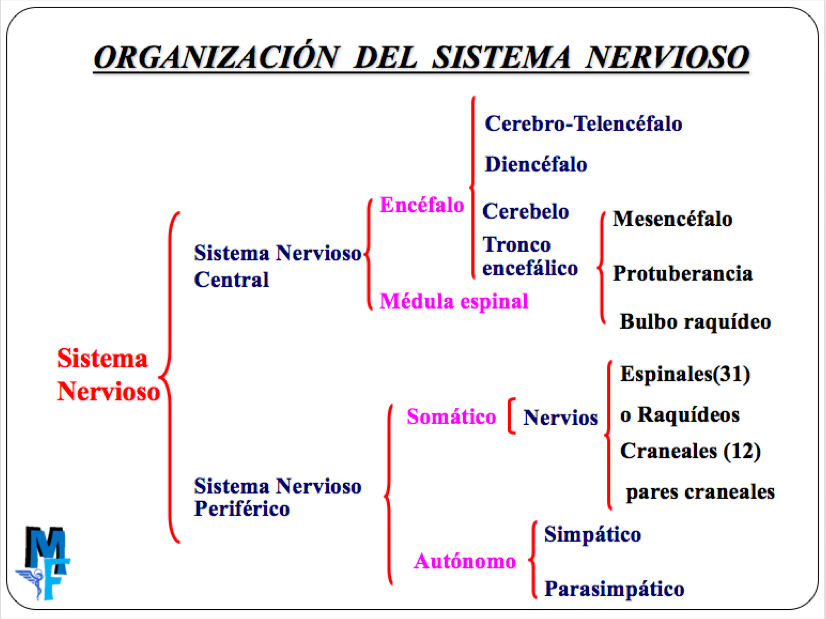 Generalidades del Sistema Nervioso