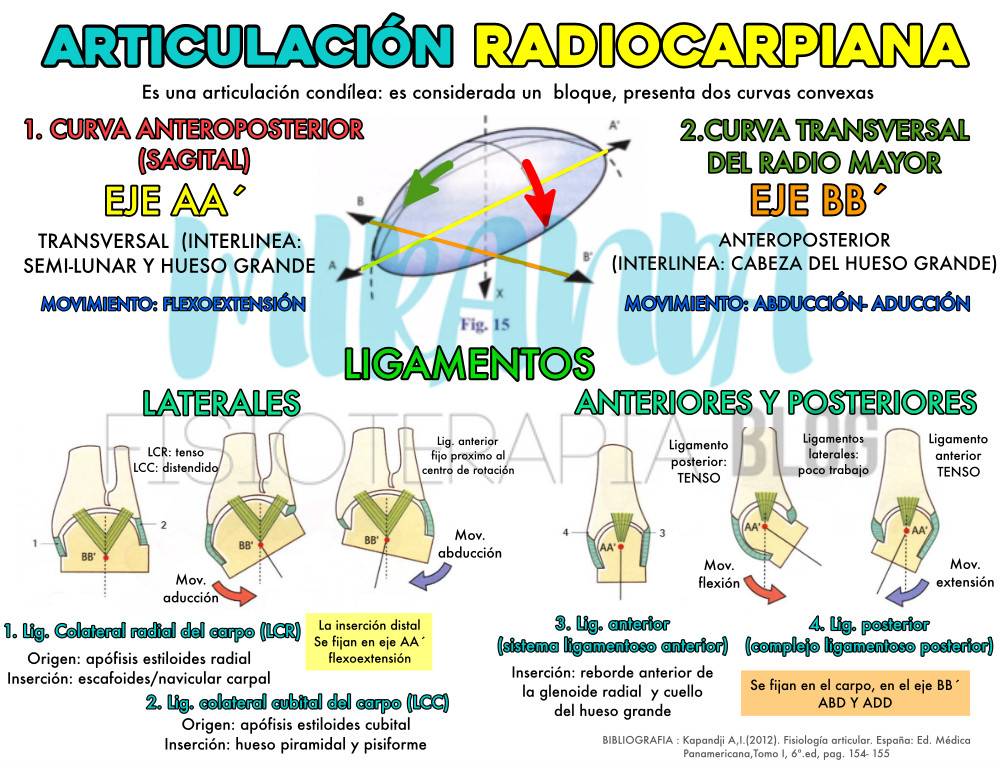 Complejo articular de la muñeca