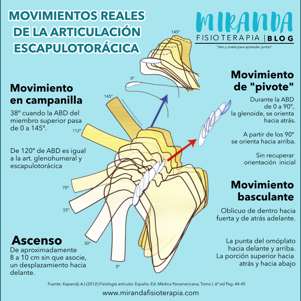 Movimientos reales de la articulación escapulotorácica