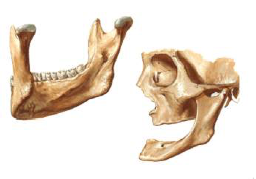 Generalidades de la osteología