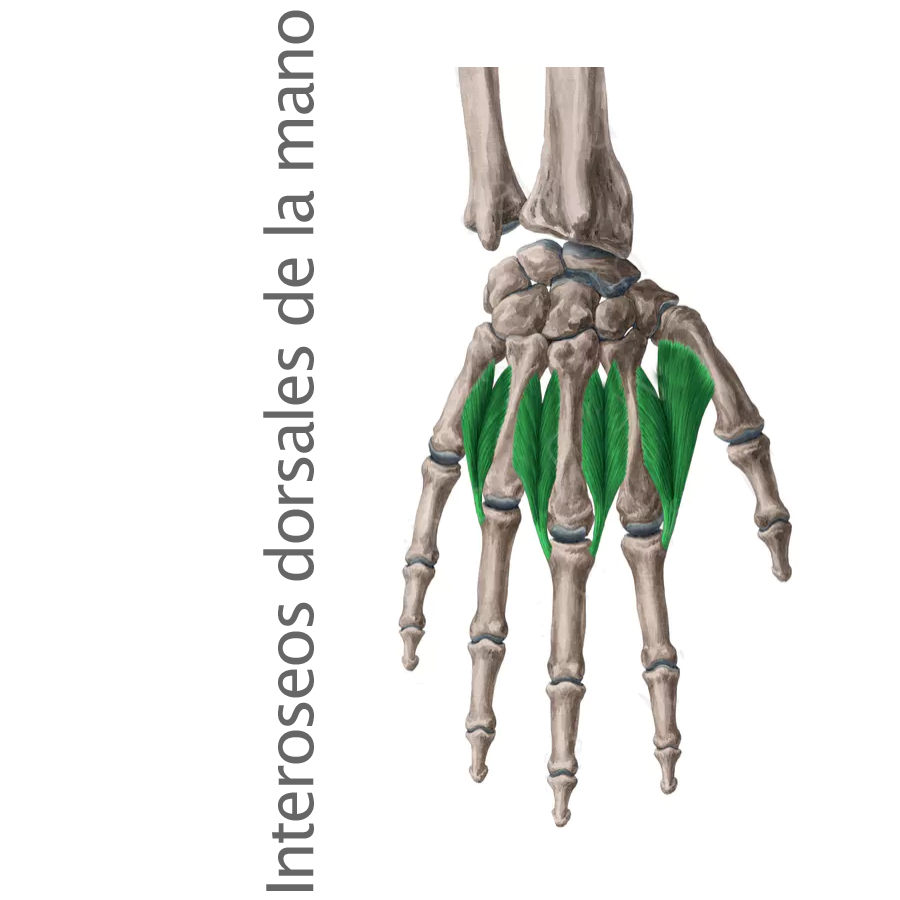 Músculos intrínsecos de la mano