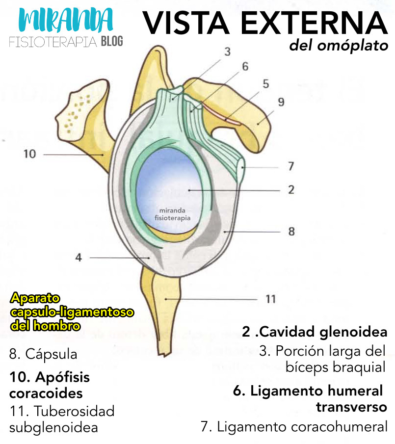 Aparato capsulo ligamentoso del hombro