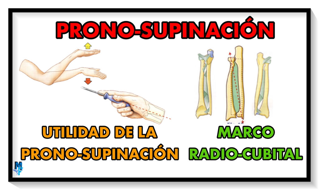 Prono-supinación | Biomecánica | Miranda Fisioterapia BLOG