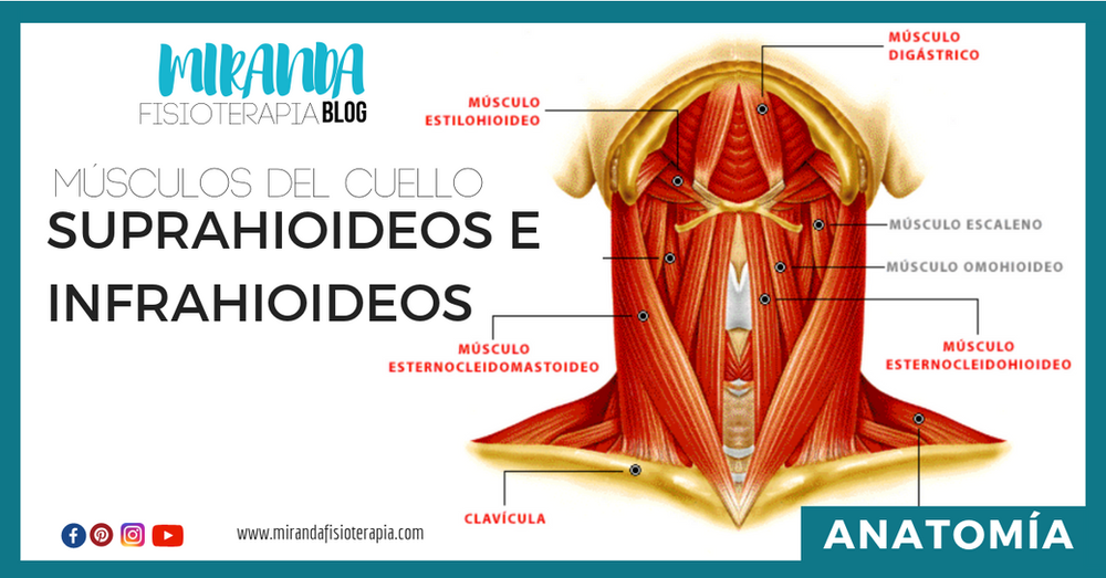 Músculos del cuello: suprahioideos e infrahioideos