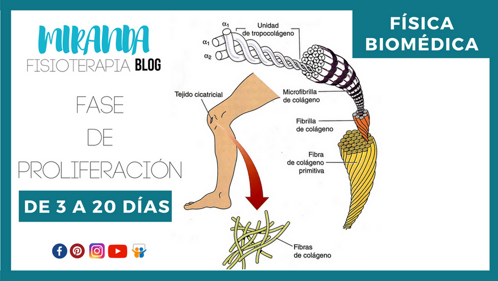 FASE DE PROLIFERACIÓN DE 3 A 20 DÍAS