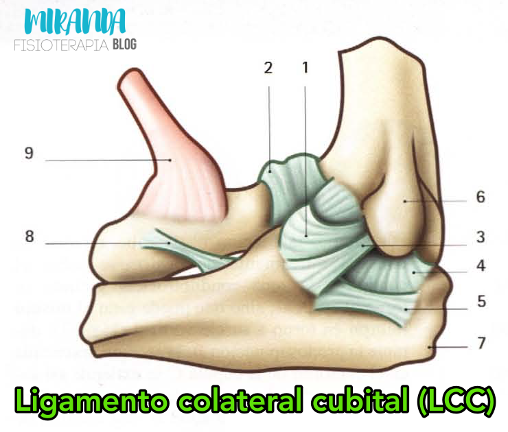 Ligamentos del codo