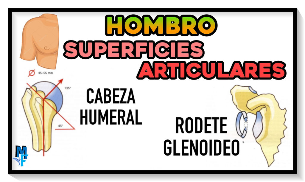 Hombro | Biomecánica | Miranda Fisioterapia BLOG