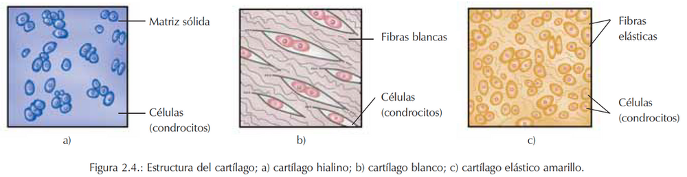 Generalidades del tejido conectivo