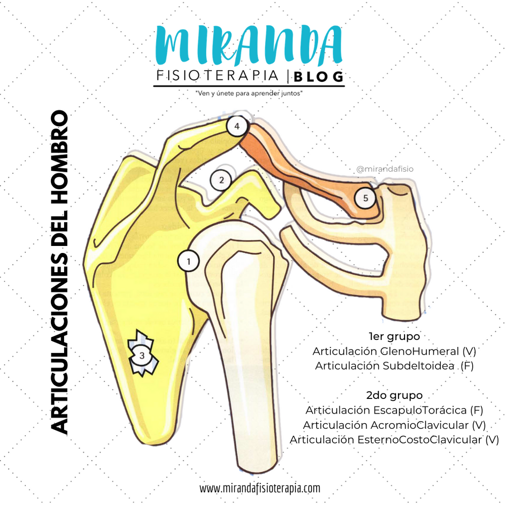 Complejo articular del hombro