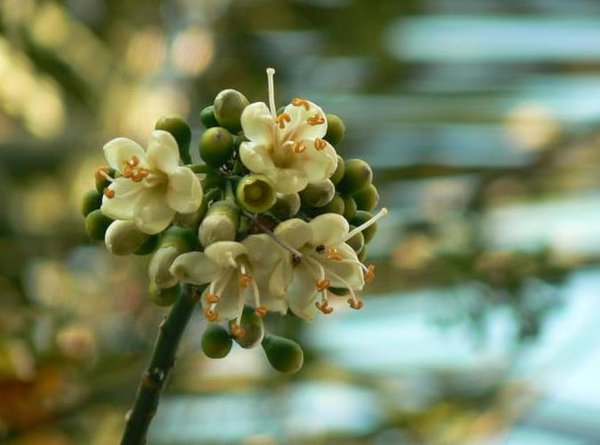 JENIS MADU DAN VARIASI MADU LEBAH