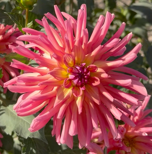 Maui Dahlia (Bloom Size BB/Semi-Cactus) | Flaming Acres Dahlias