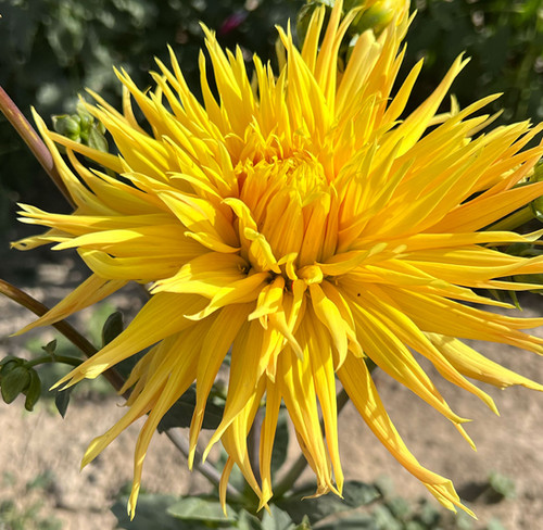 Encore Dahlia (Bloom Size AA/Laciniated) | Flaming Acres Dahlias