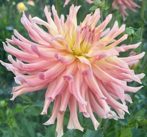 Camano Sitka Dahlia (Bloom Size BB/Incurved Cactus) | Flaming Acres Dahlias