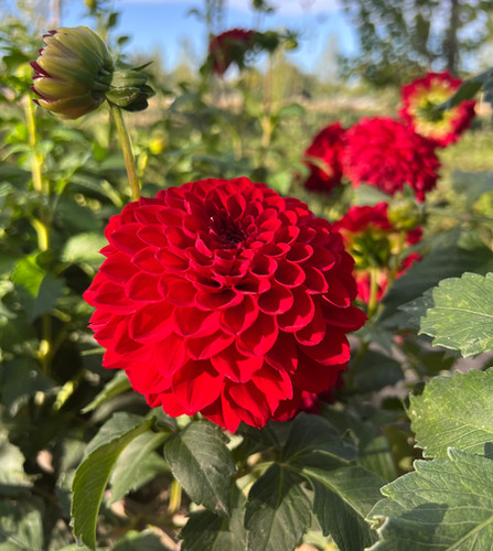 Ali Oop Dahlia (Bloom Size BB/Formal Decorative) | Flaming Acres Dahlias