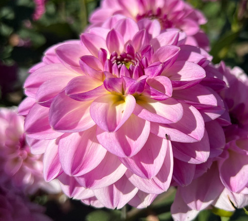 Lisa Lisa Dahlia (Bloom Size Miniature/Formal Decorative) | Flaming ...