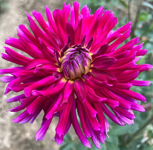 Beep Beep Dahlia (Bloom Size B/Cactus) | Flaming Acres Dahlias