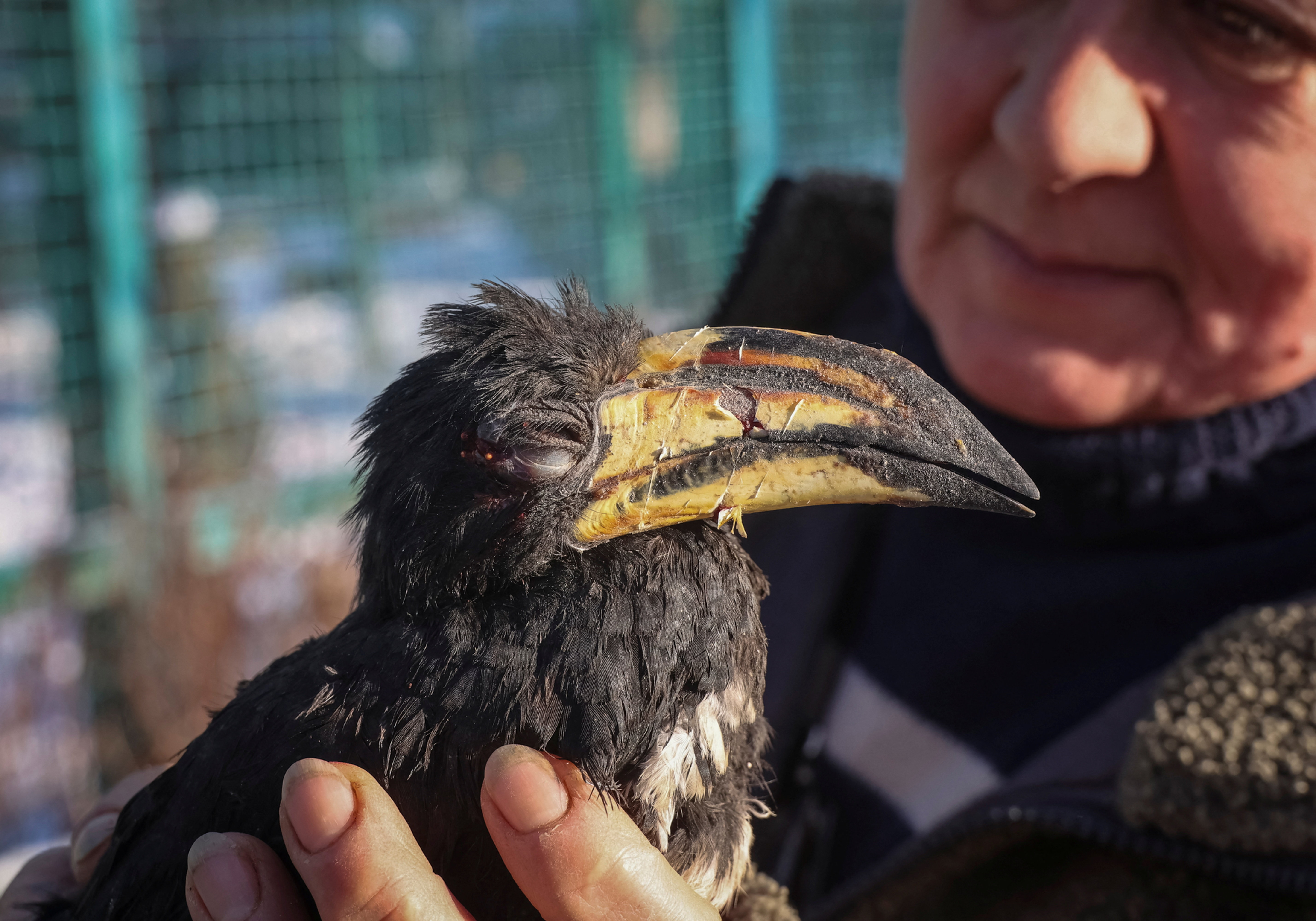 Employee rescues bird in a Ukrainian private zoo hit by Russian air ...