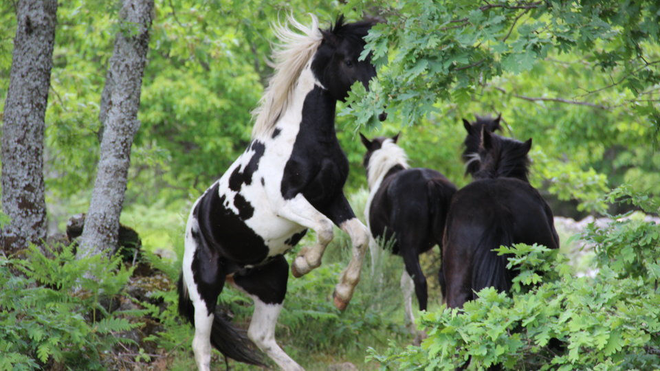 Horse behaviour and ethology