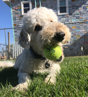 Gallery | Doodle Dandy Rescue