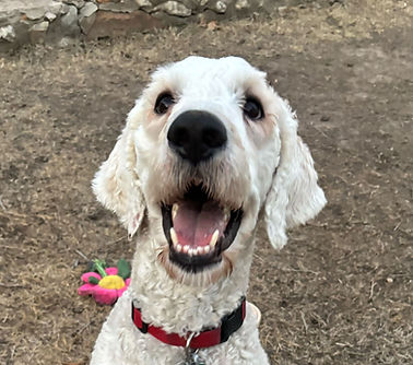 Currently in Foster Car (List) | Doodle Dandy Rescue