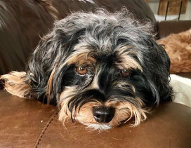 Donate | Doodle Dandy Rescue