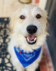 Donate | Doodle Dandy Rescue