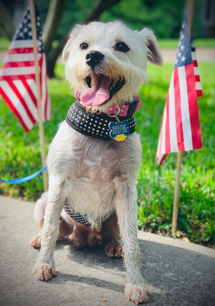 Gallery | Doodle Dandy Rescue