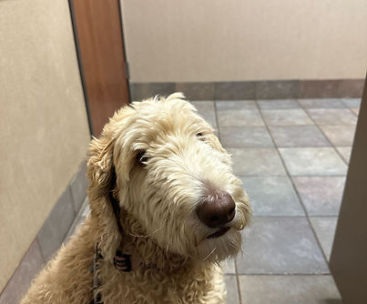 Currently in Foster Car (List) | Doodle Dandy Rescue