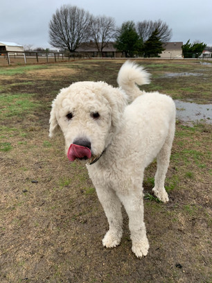 Gallery | Doodle Dandy Rescue