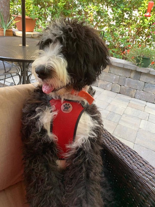 Gallery | Doodle Dandy Rescue