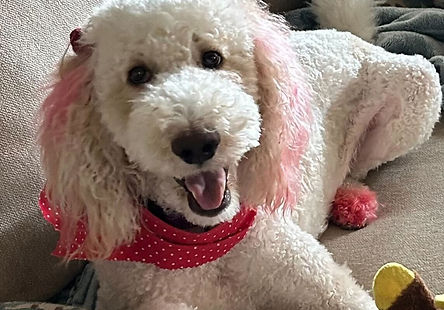 Doods Pending Adoption (List) | Doodle Dandy Rescue