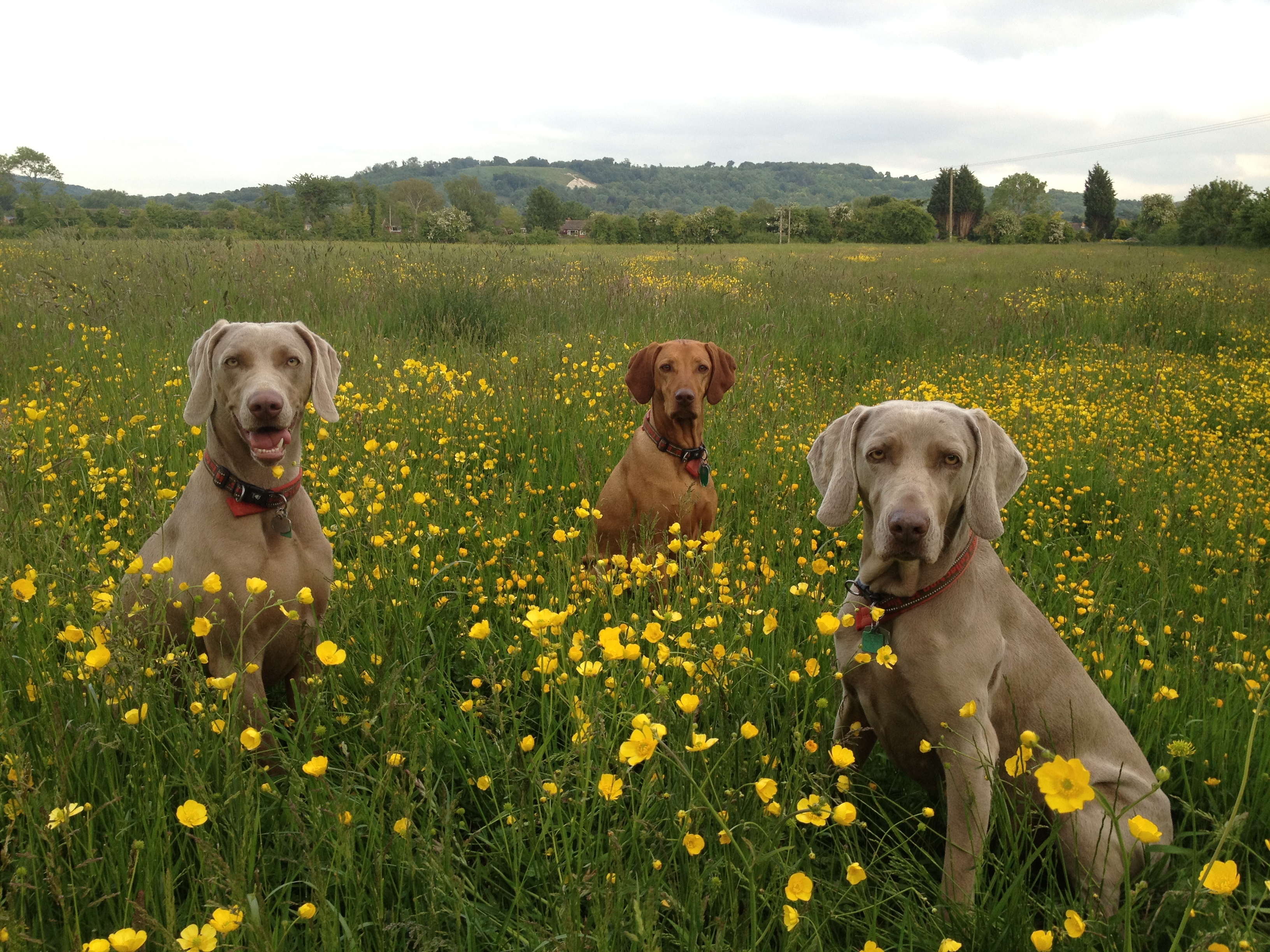 Chilternway Dual Purpose Dogs - Our Dogs