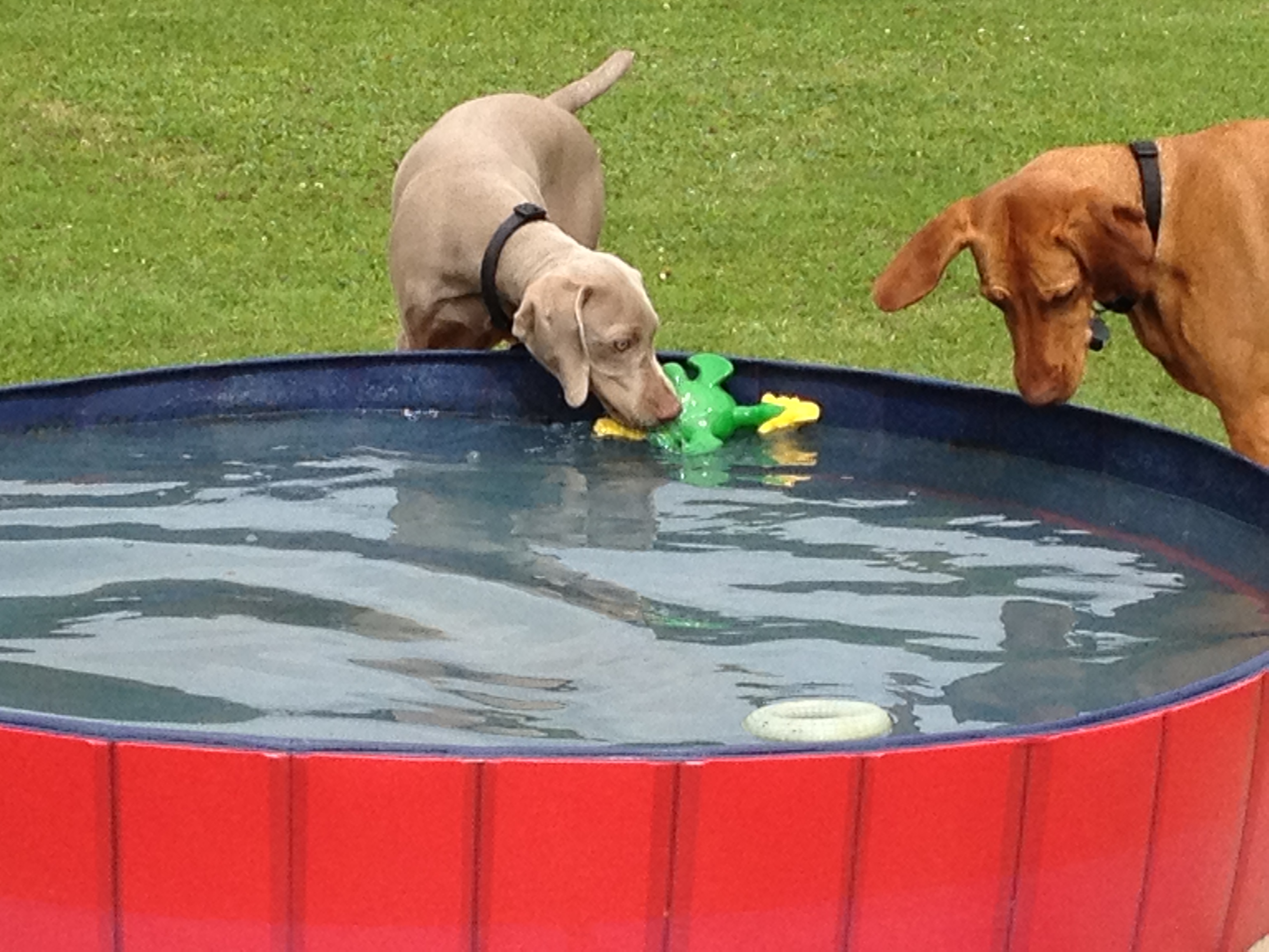 Chilternway Dual Purpose Dogs - Our Dogs