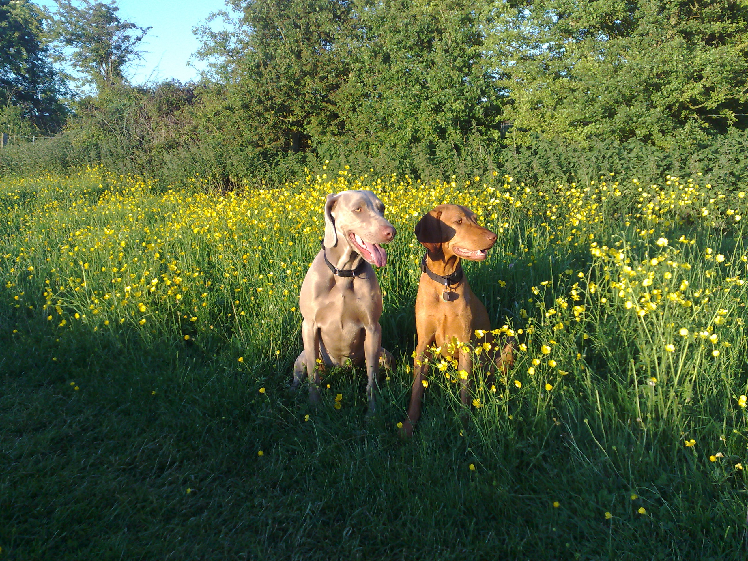 Chilternway Dual Purpose Dogs - Our Dogs