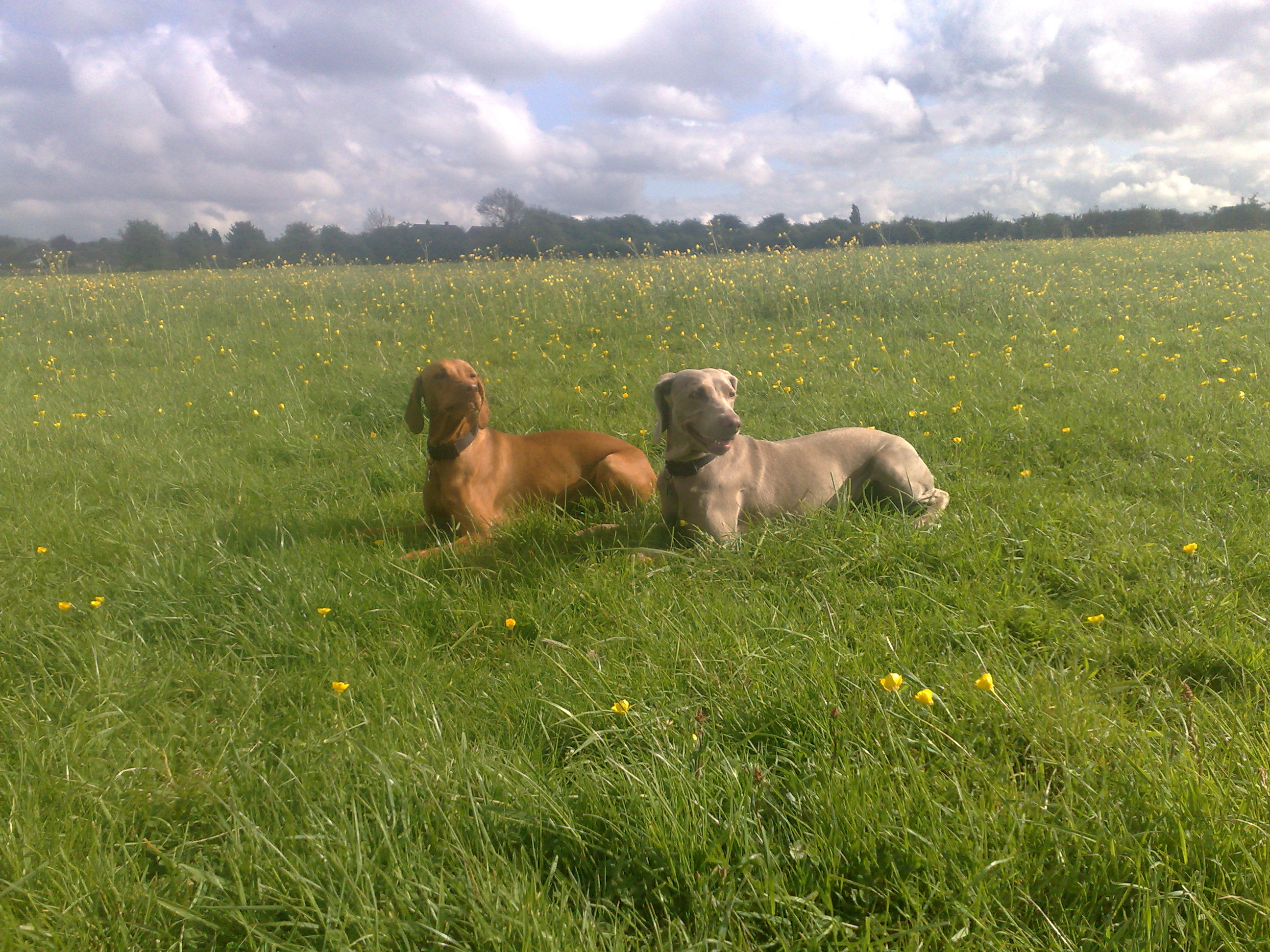 Chilternway Dual Purpose Dogs - Our Dogs