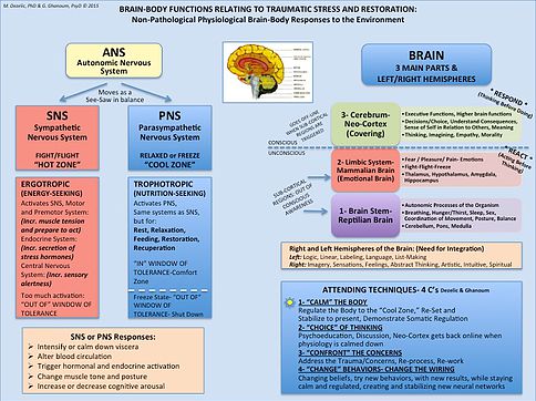BRAIN FUNCTIONS MODEL