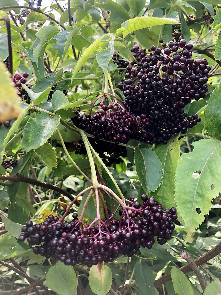 Common Elderberry