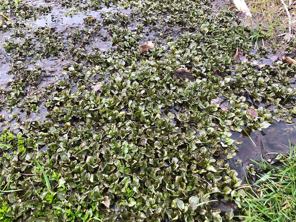 Early Spring Greens: Wonderful Watercress