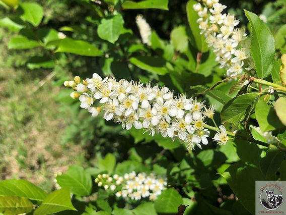 chokecherry shrub