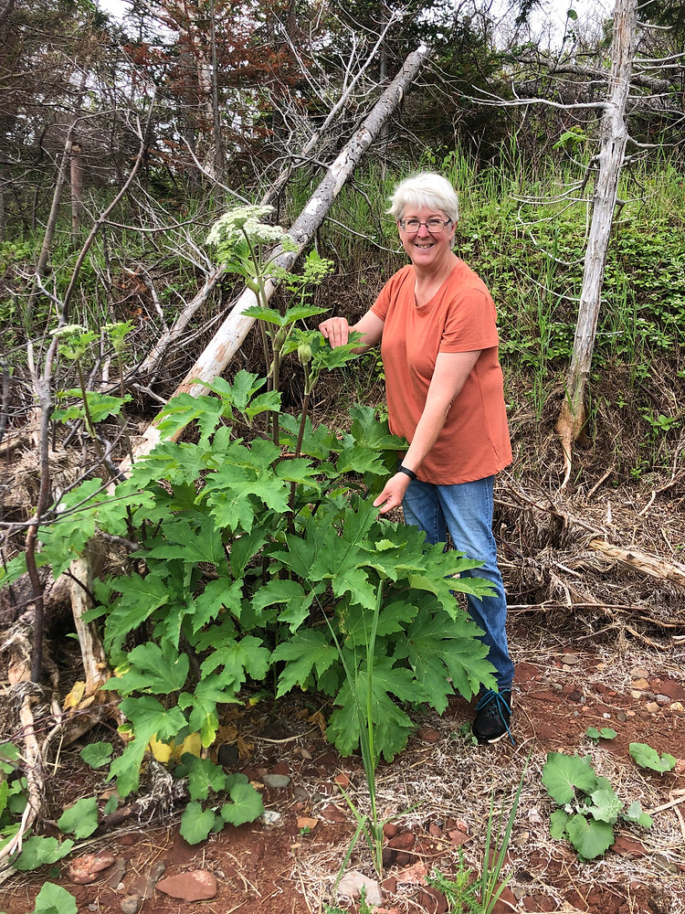 Cow Parsnip And Giant Hogweed