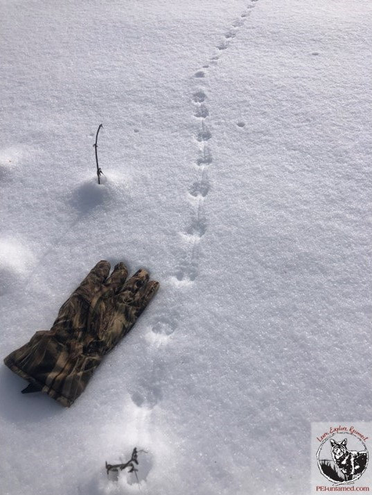 Meadow Vole (aka Field Mouse) Tracks