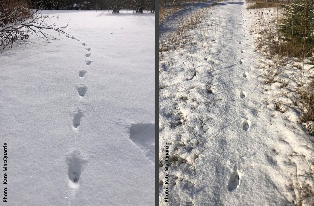 Canine Gaits
