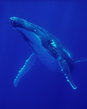 Excursions & Tarifs | Baleine Whale Moorea Deep Blue | Polynésie française