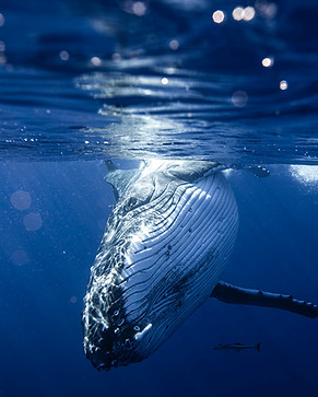 Baleine Whale Moorea Deep Blue | WHALE MOOREA | Moorea, French Polynesia