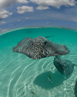 Excursions & Tarifs | Baleine Whale Moorea Deep Blue | Polynésie française