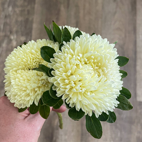 Aster 'Lemon Cream' Seeds NZ | Barrhill Blooms